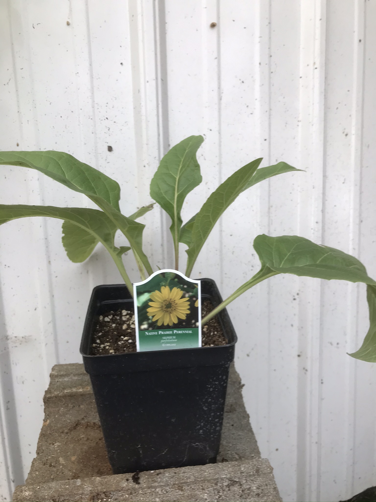 Cup Plant, Silphium perfoliatum - Designs By Nature, LLC