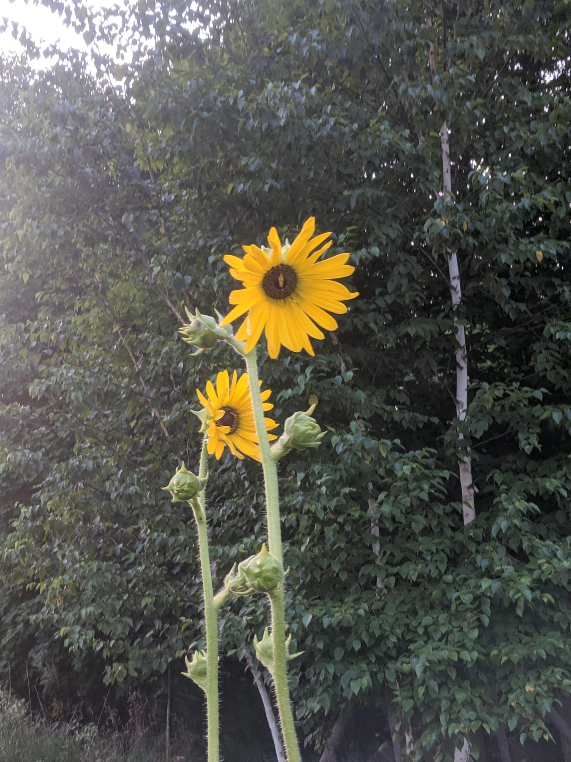 Downy Sunflower, Helianthus Mollis - Designs By Nature, LLC