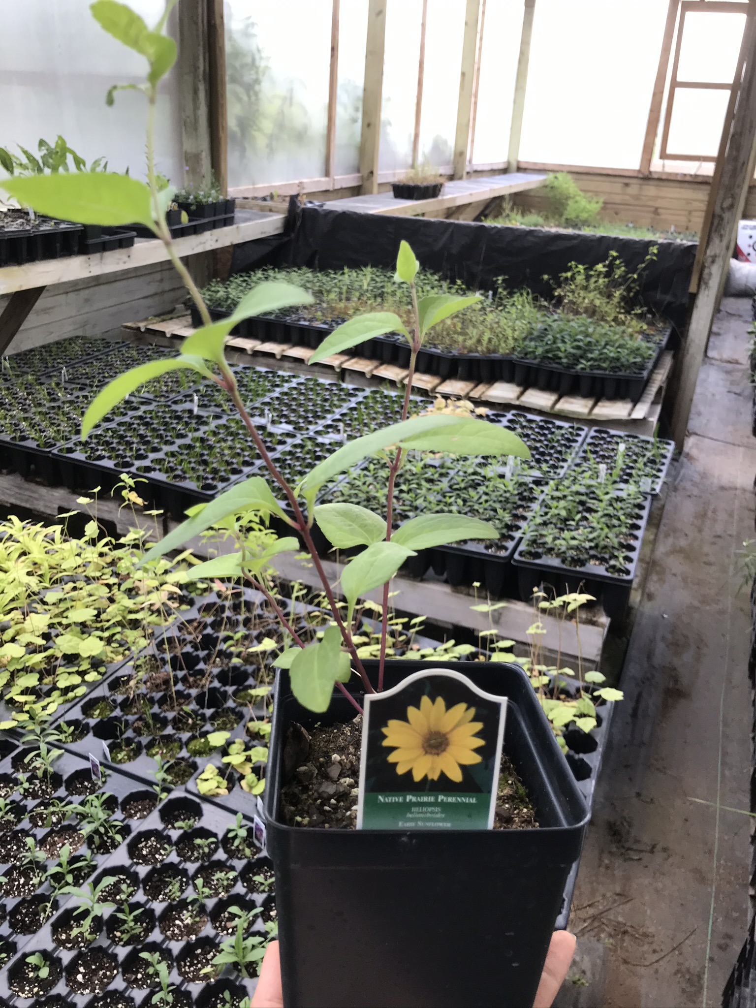Early Sunflower, Heliopsis Helianthoides - Designs By Nature, LLC