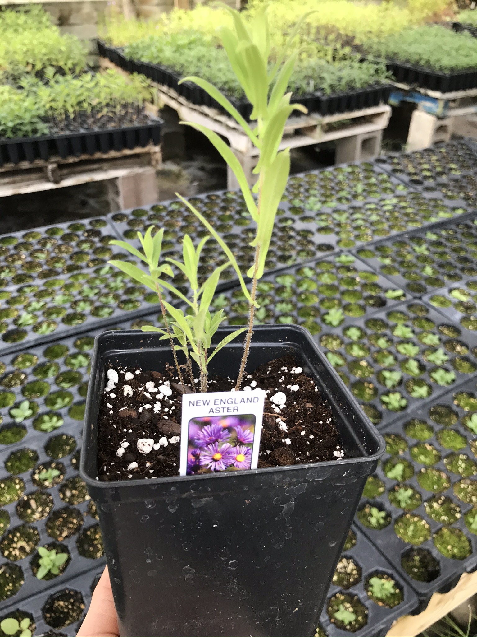 New England Aster, Symphyotrichum novae-angliae - Designs By Nature, LLC
