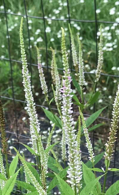 Culver's Root, Veronicastrum Virginicum - Designs By Nature, LLC