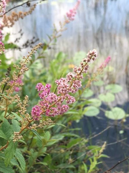 Steeplebush, Spirea Tomentosa - Designs By Nature, LLC