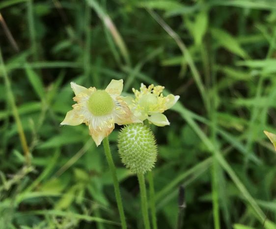 Tall Thimbleweed, Anemone Virginiana - Designs By Nature, LLC